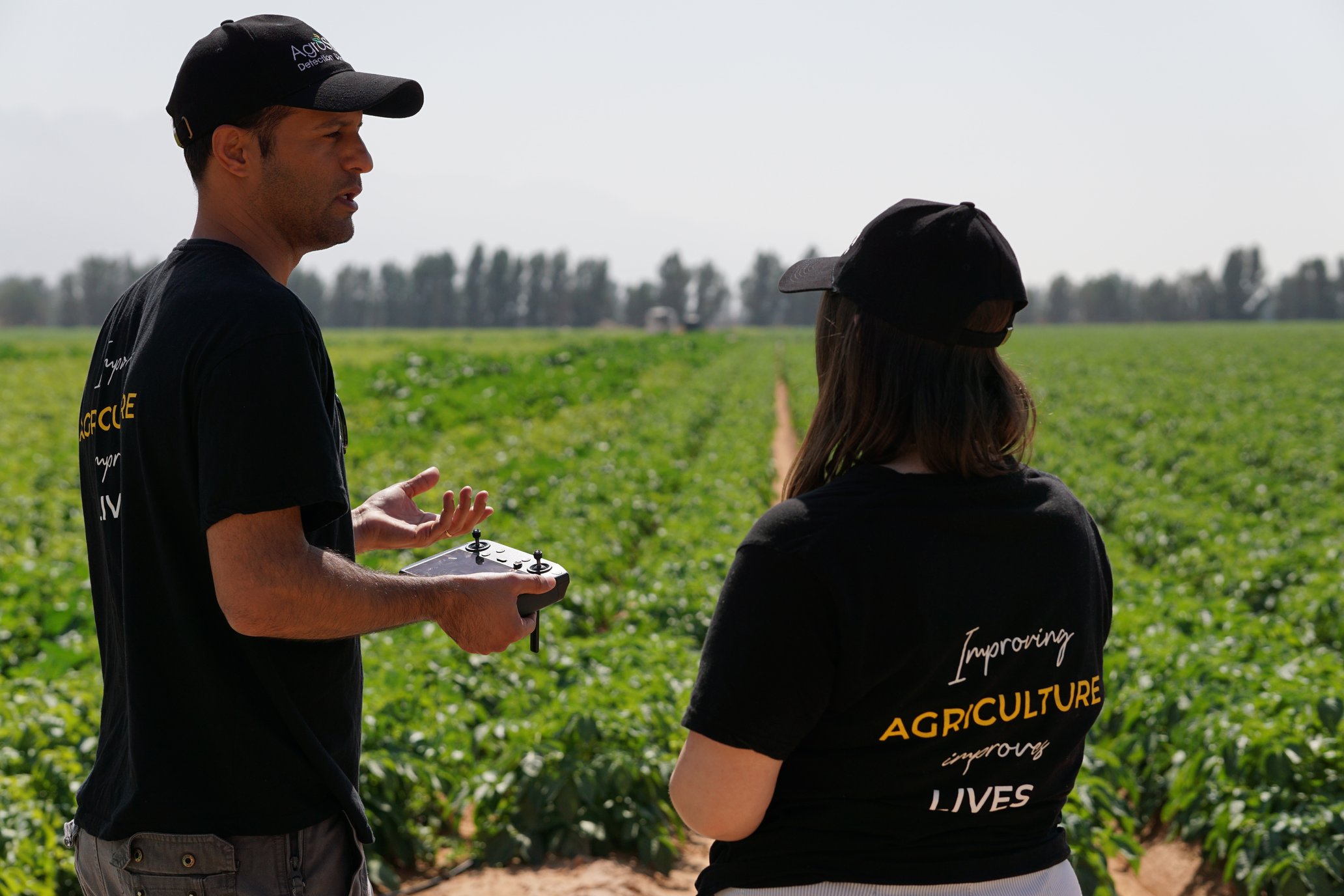 Colorado Potato Beetle