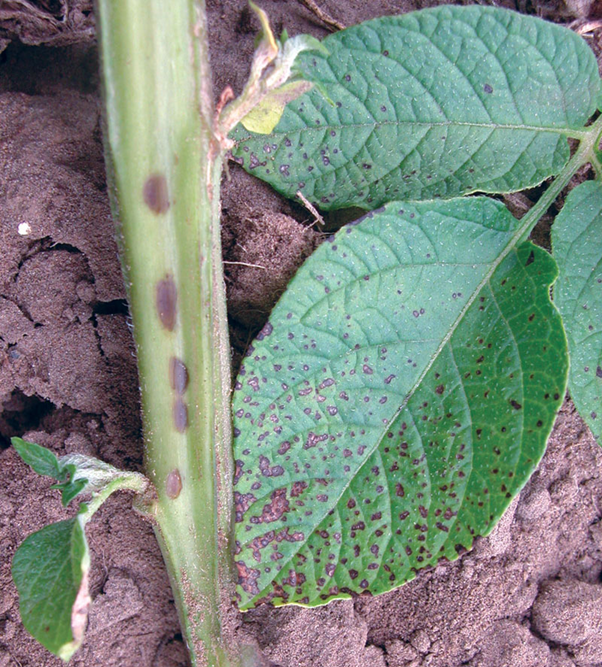 Alternaria Brown Spot